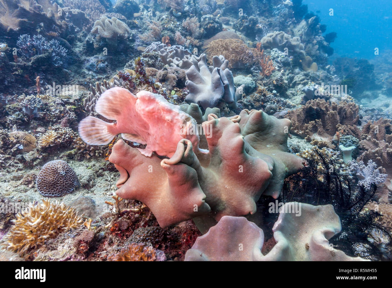 Frogfishes are any member of the anglerfish family Antennariidae, of ...