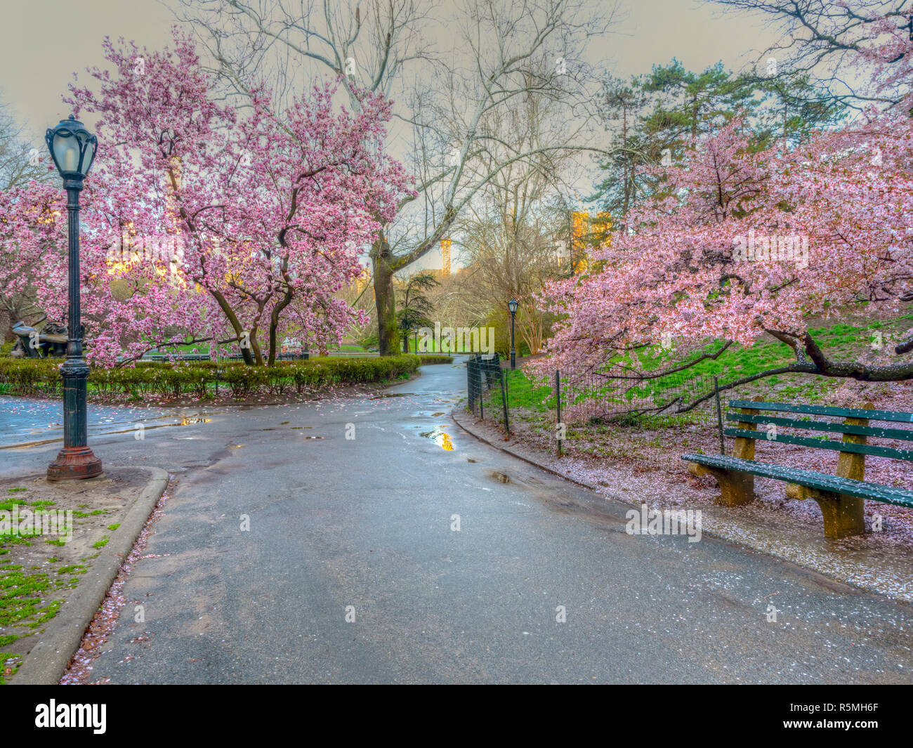 Central Park, Manhattan, New York City in spring Stock Photo - Alamy