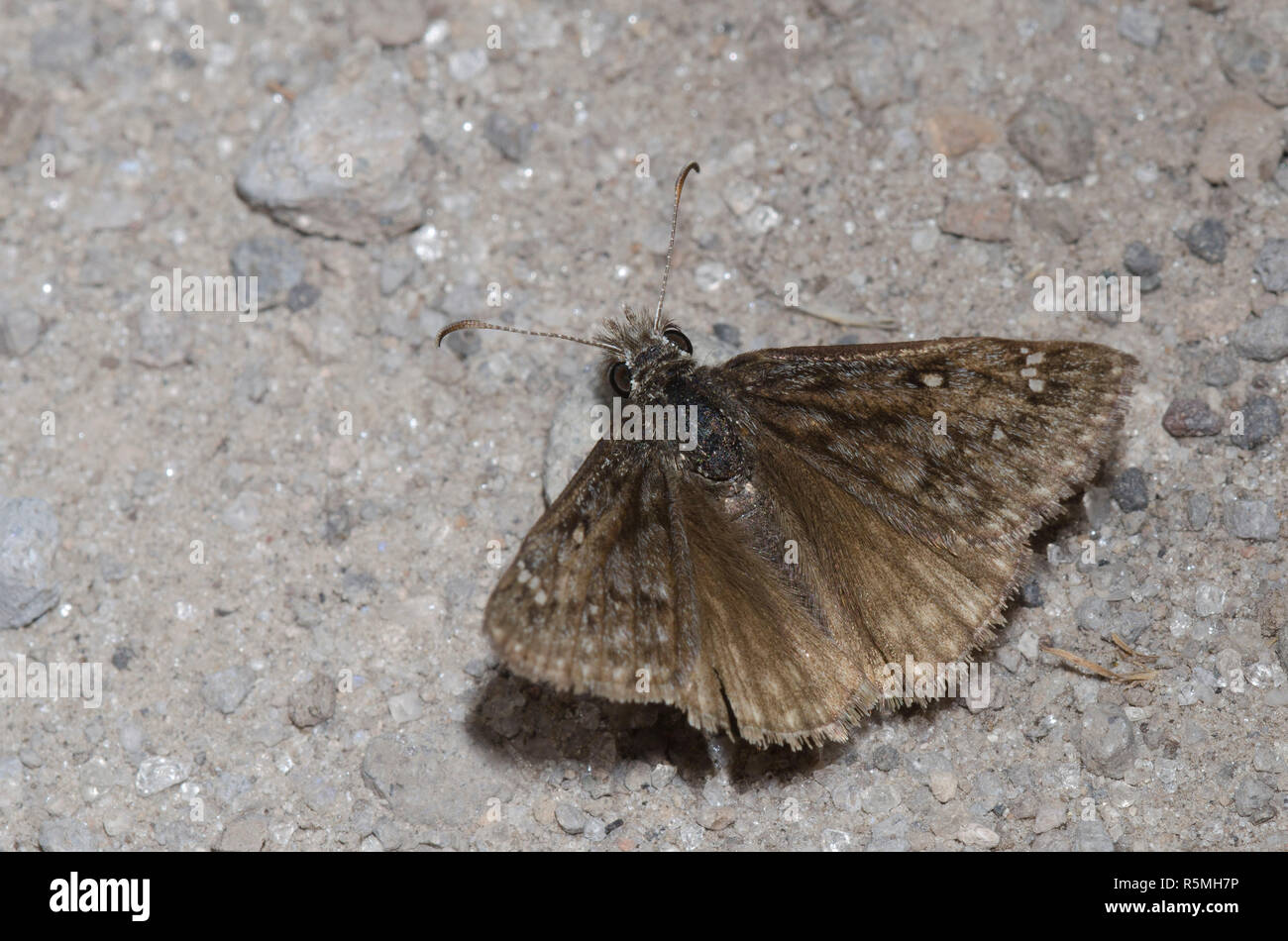 Persius duskywing butterfly hi-res stock photography and images - Alamy