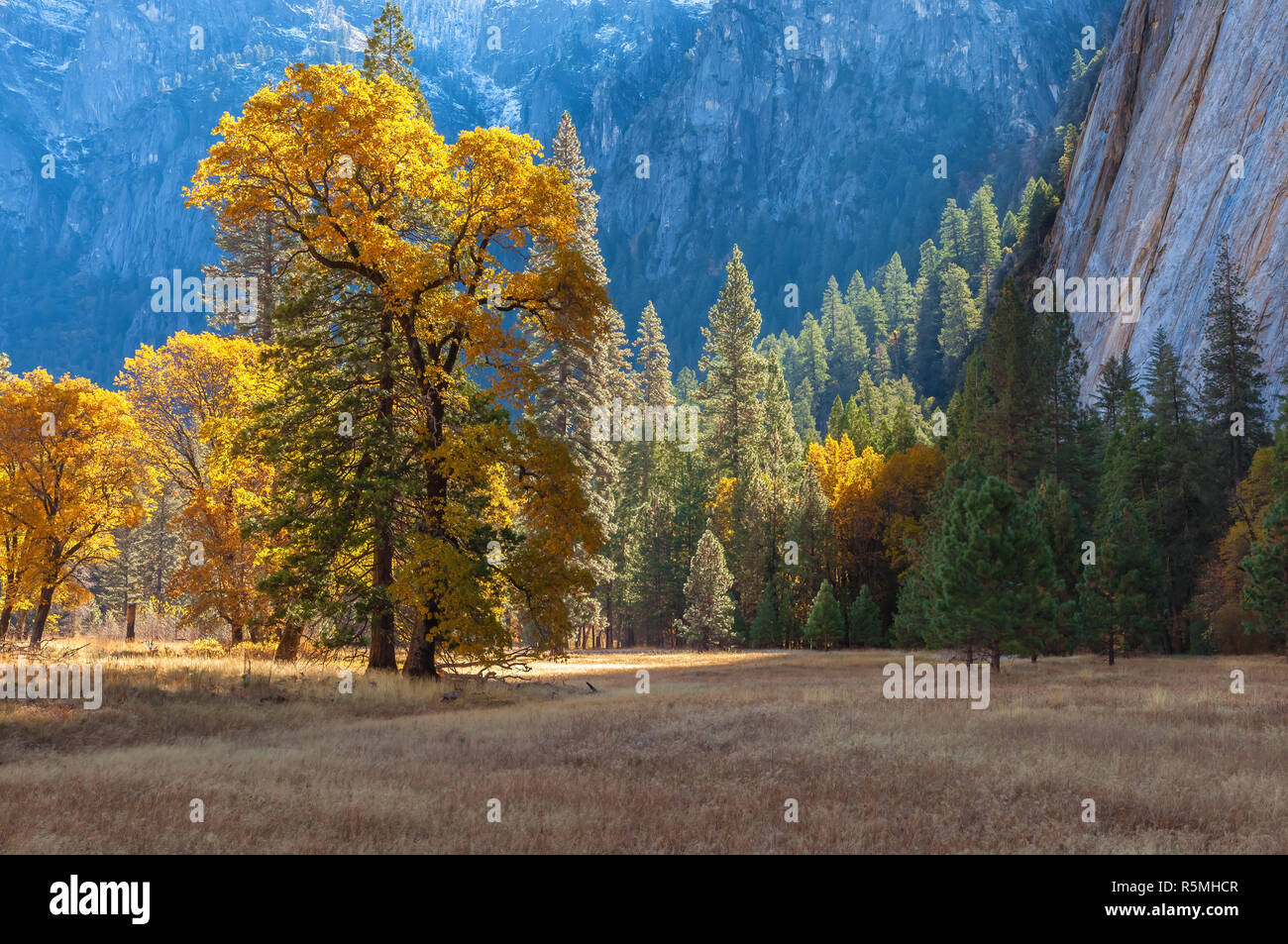 California black oak (Quercus kelloggii) at Cook Meadow Yosemite ...