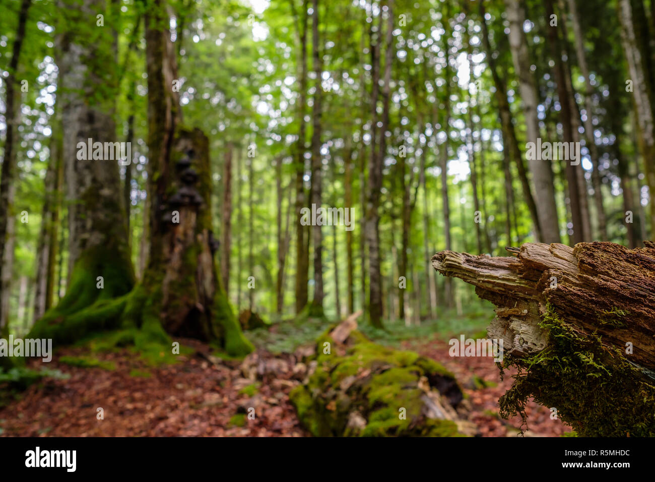 Dead trunk trees hi-res stock photography and images - Alamy