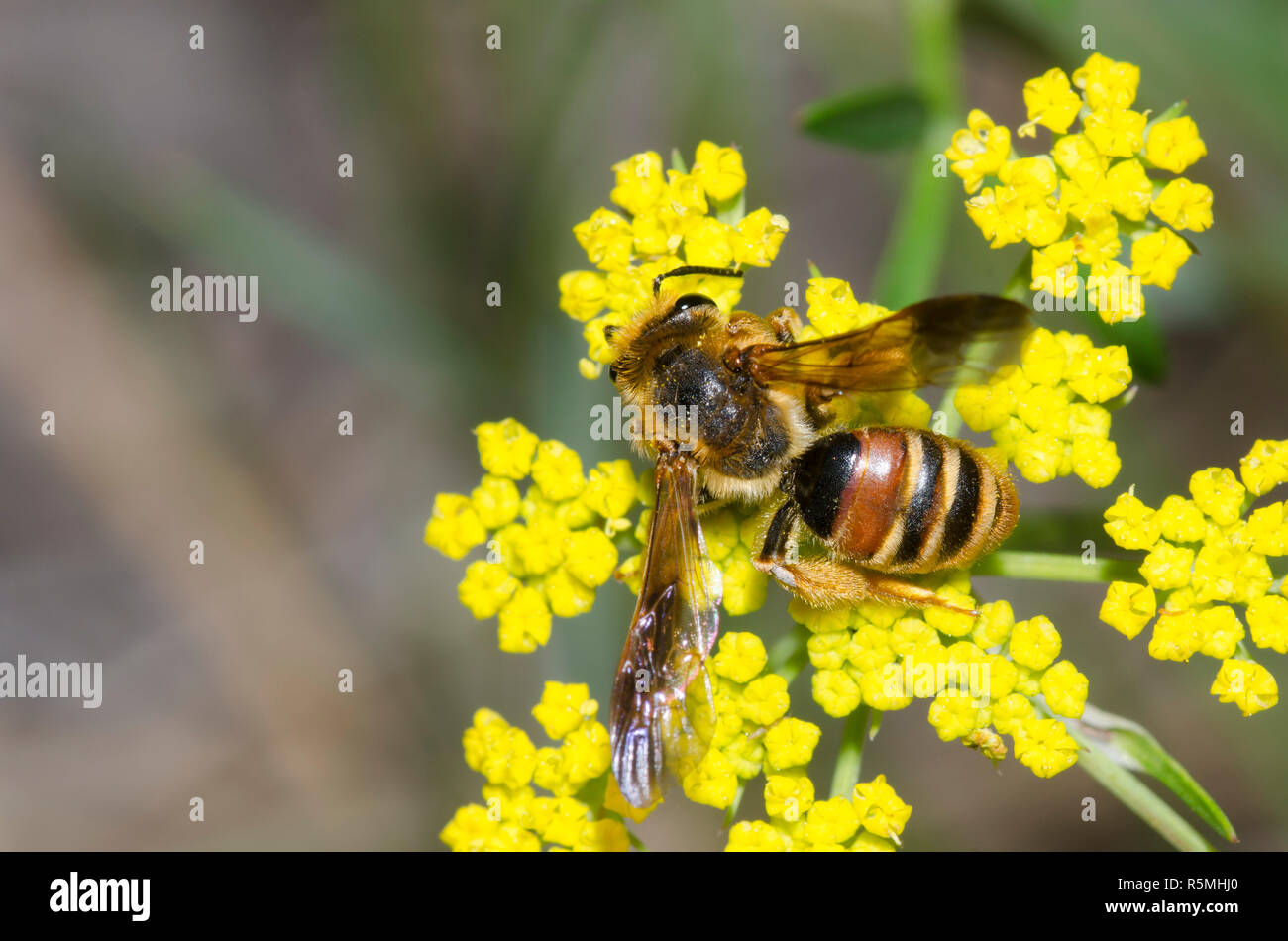 Wild bee pollination hi-res stock photography and images - Alamy