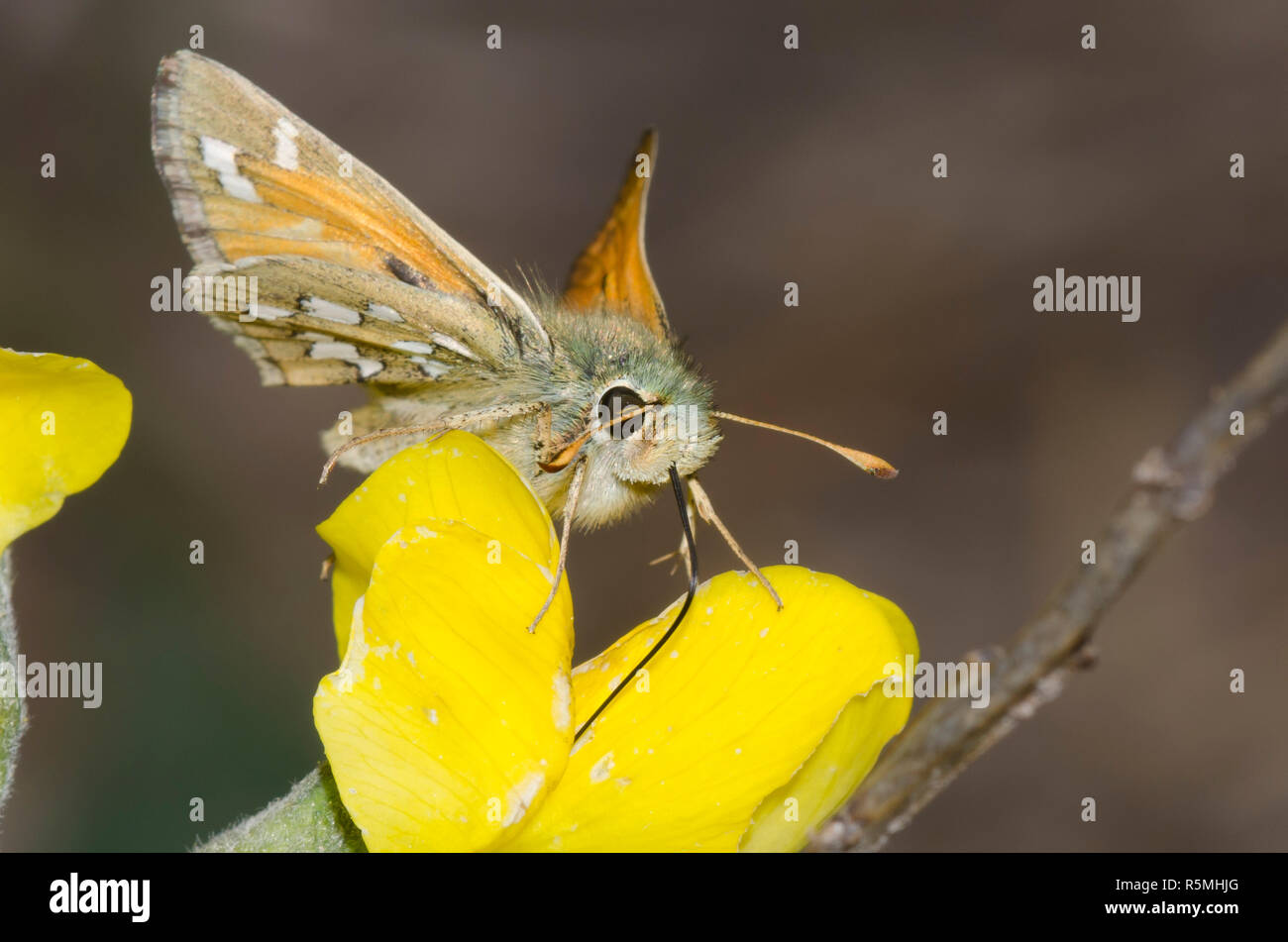 Prairie thermopsis hi-res stock photography and images - Alamy
