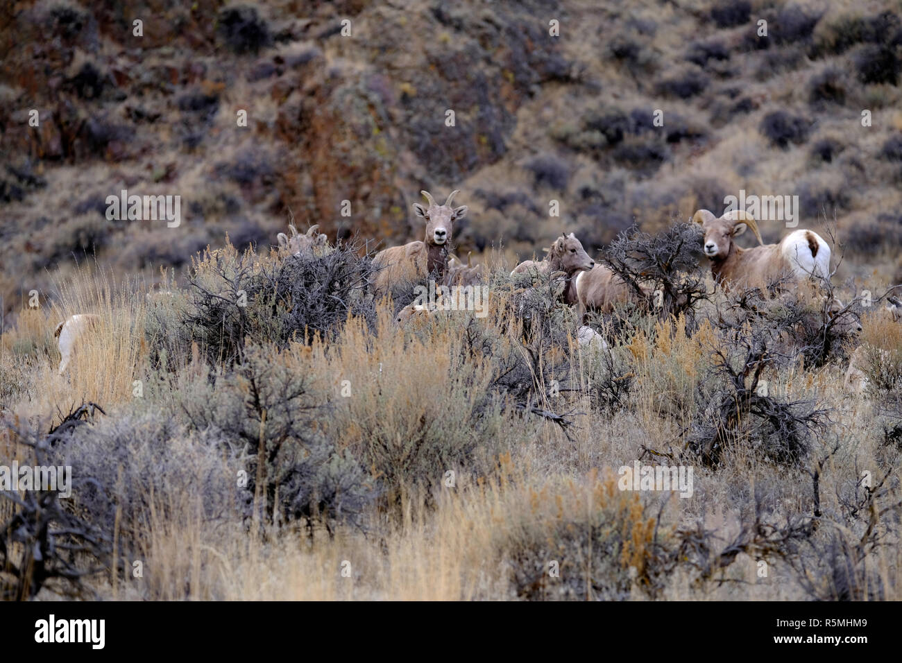 Big Horn Sheep Stock Photo - Alamy