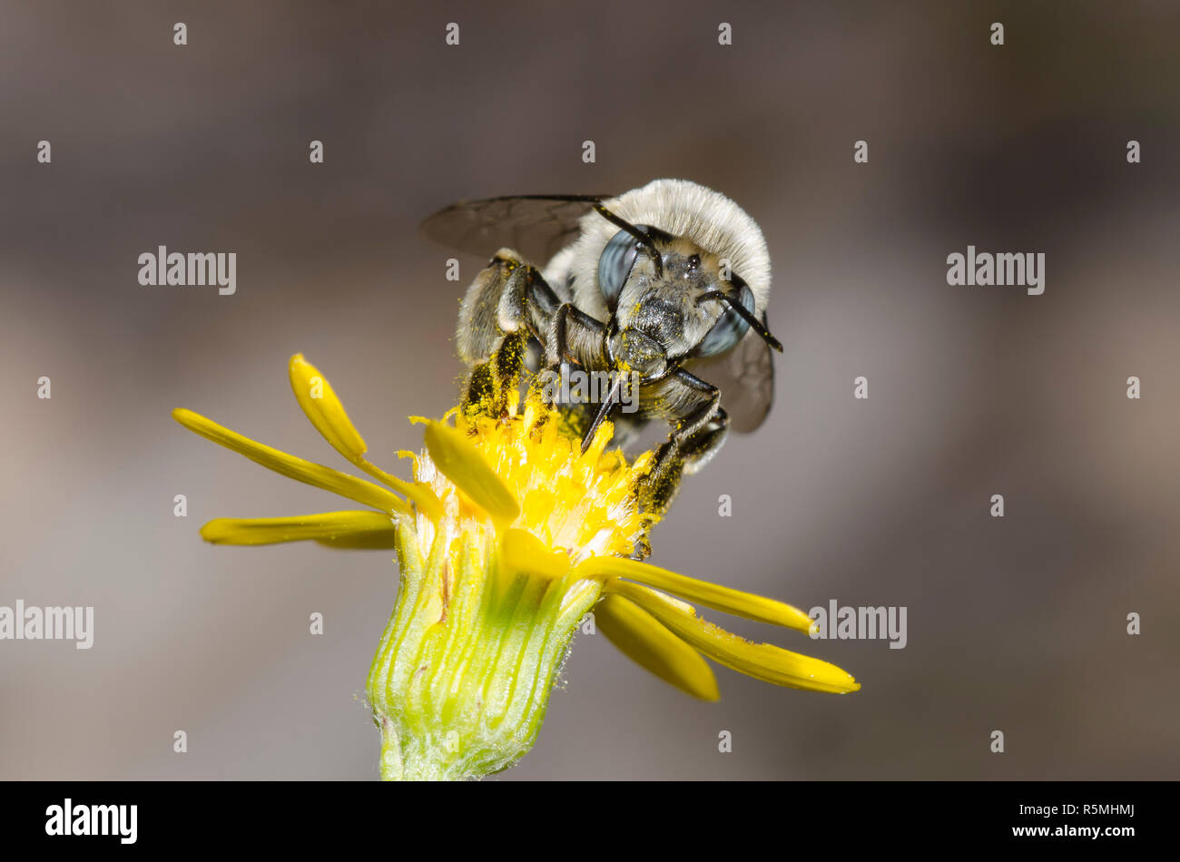 Digger Bee, Anthophora urbana, foraging on yellow composite flower ...