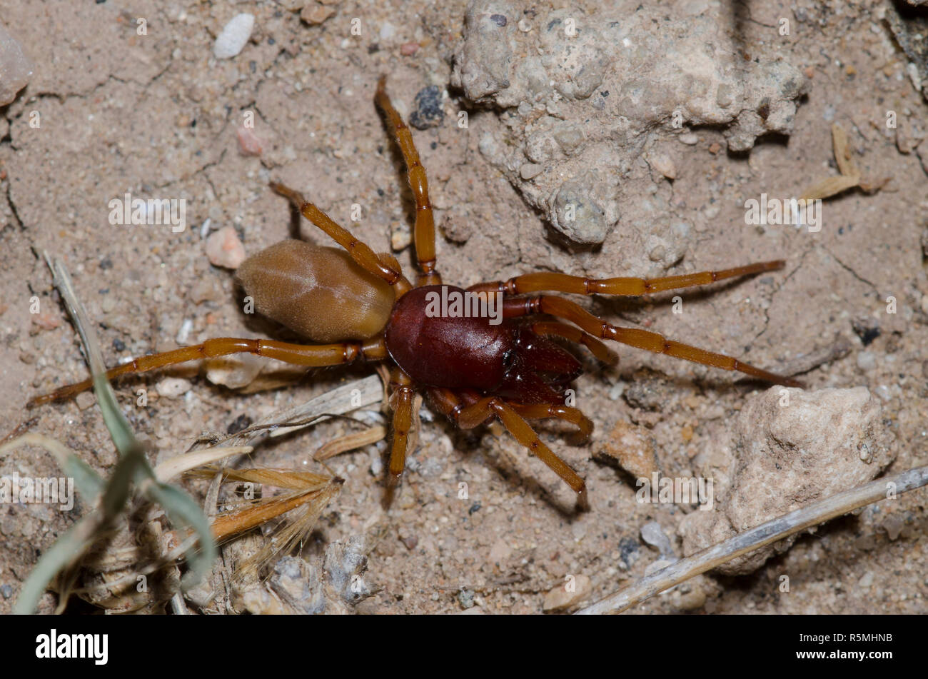 Woodlouse Spider, Dysdera crocata Stock Photo - Alamy