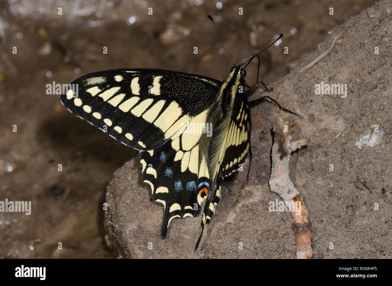 Anise Swallowtail, Papilio zelicaon, mud-puddling Stock Photo - Alamy