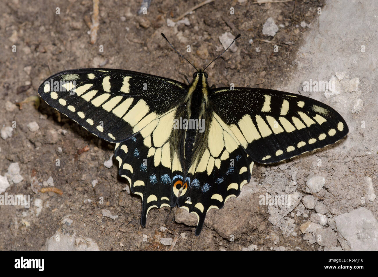 Anise Swallowtail, Papilio zelicaon, mud-puddling Stock Photo - Alamy