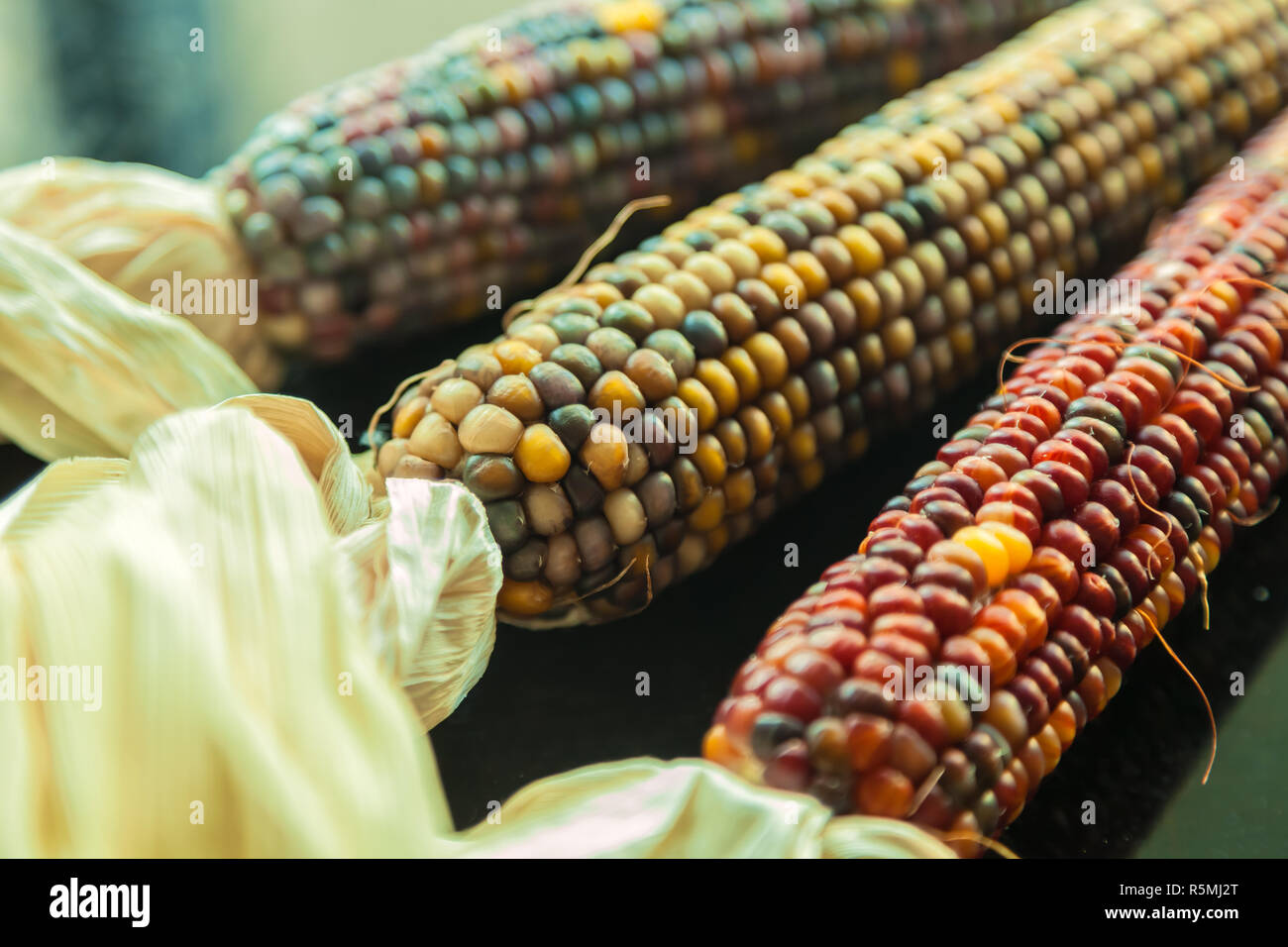 Zea mays red hi-res stock photography and images - Alamy