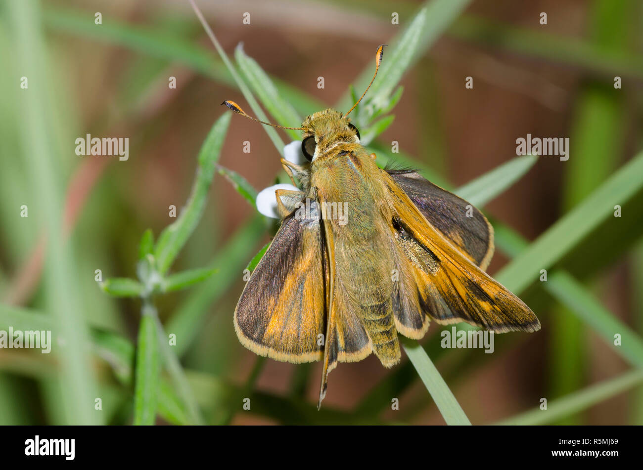 Sachem hi-res stock photography and images - Alamy