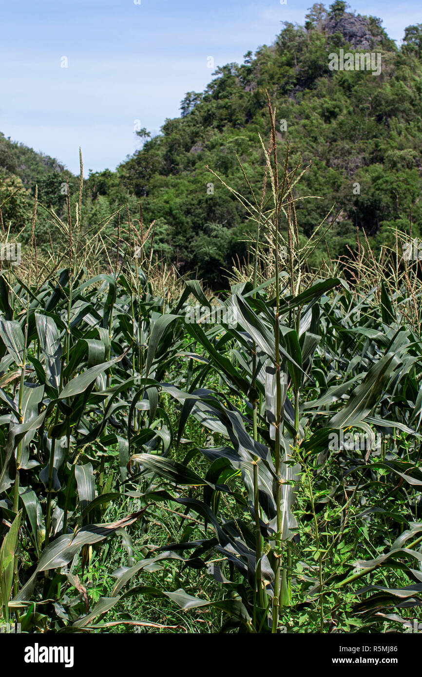 corn farming plantation Asia bamboo mountain Stock Photo - Alamy