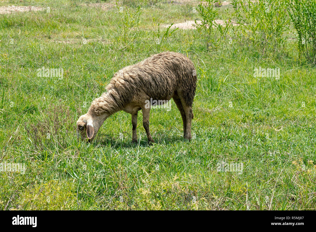field sheep grazing farm grass rural Stock Photo - Alamy