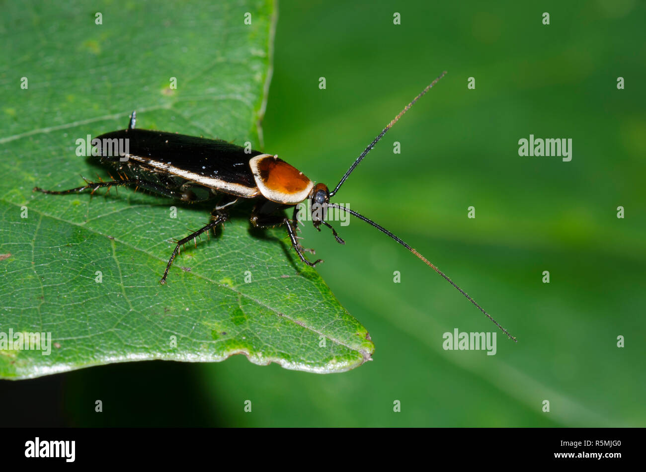 Pale bordered field cockroach hi-res stock photography and images - Alamy