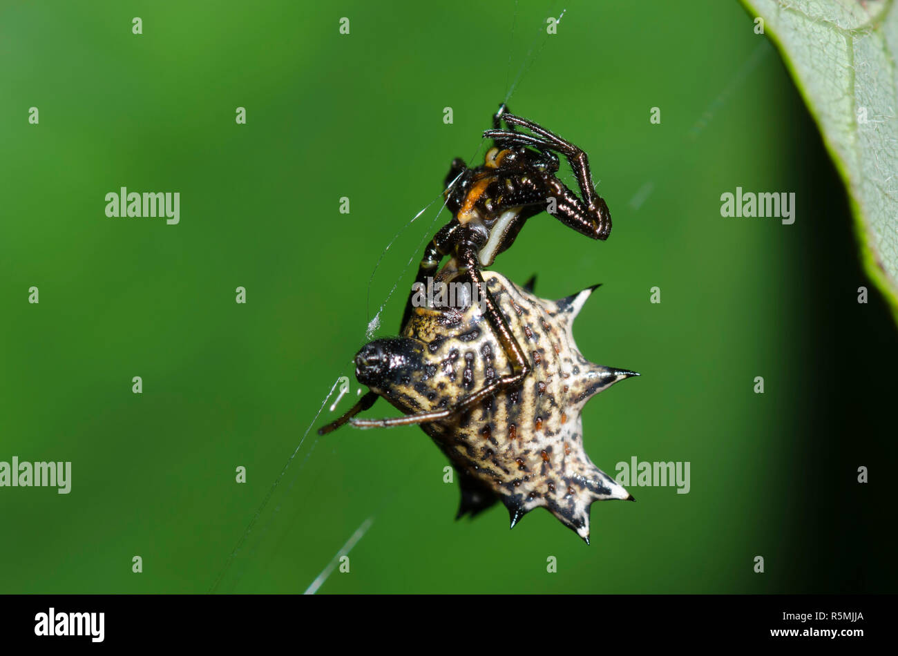Spined micrathena spider hi-res stock photography and images - Alamy