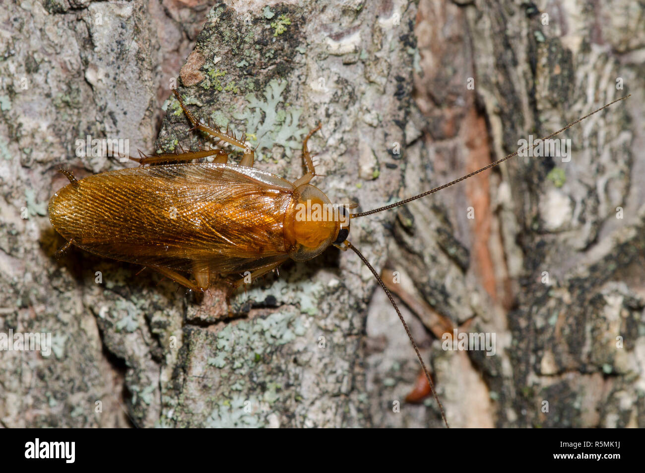 Tree cockroach hi-res stock photography and images - Alamy