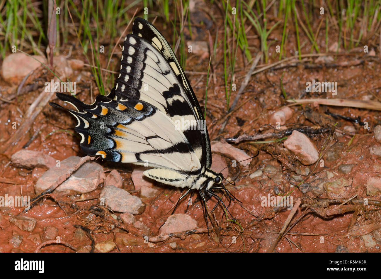 Male tiger swallowtail butterfly hi-res stock photography and images ...