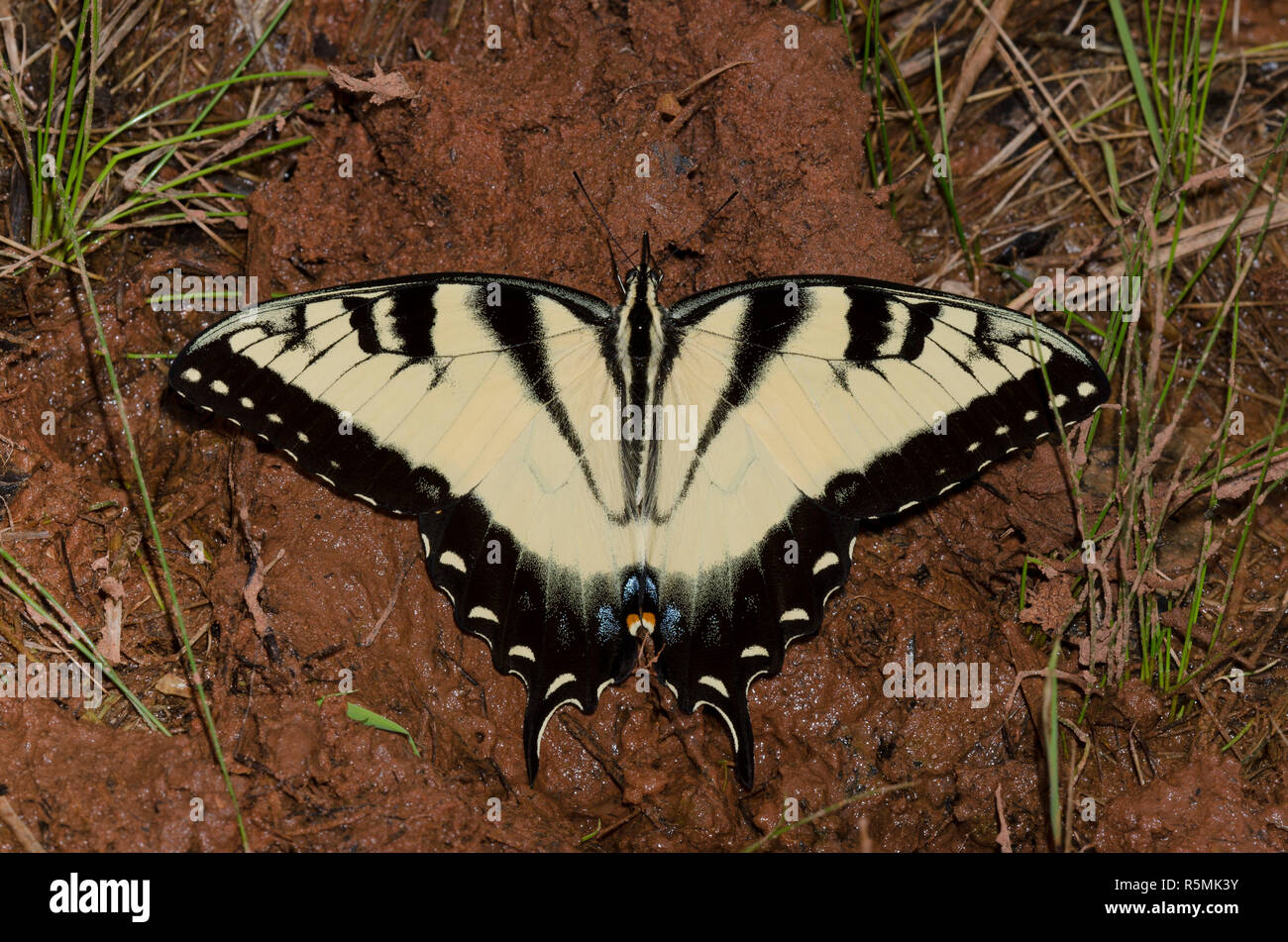Male tiger swallowtail butterfly hi-res stock photography and images ...