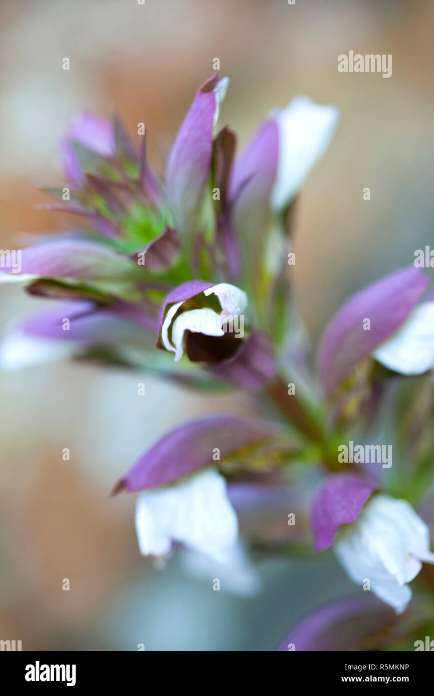 Flower growing in Spring in a garden Stock Photo - Alamy