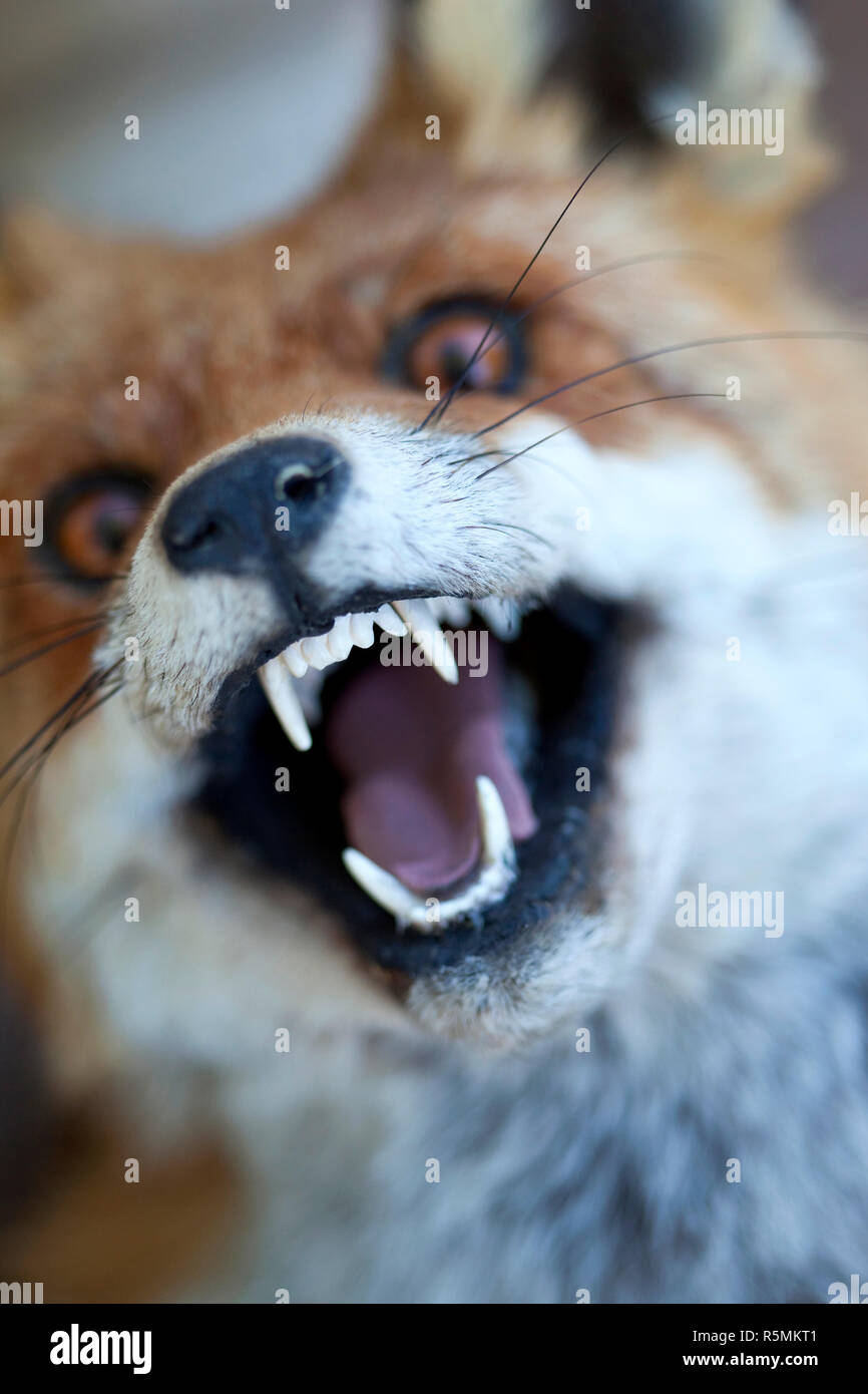 Head of a stuffed fox in a museum Stock Photo - Alamy