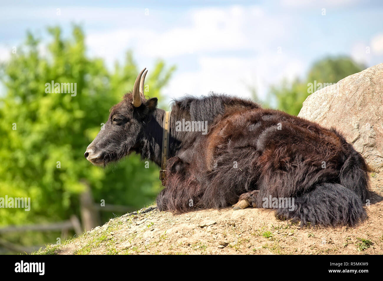 Wild yak in a clearing Stock Photo - Alamy