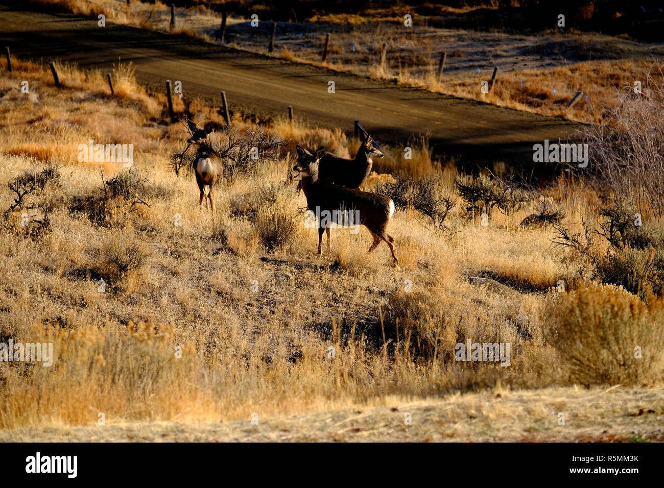 Snake deer hi-res stock photography and images - Alamy