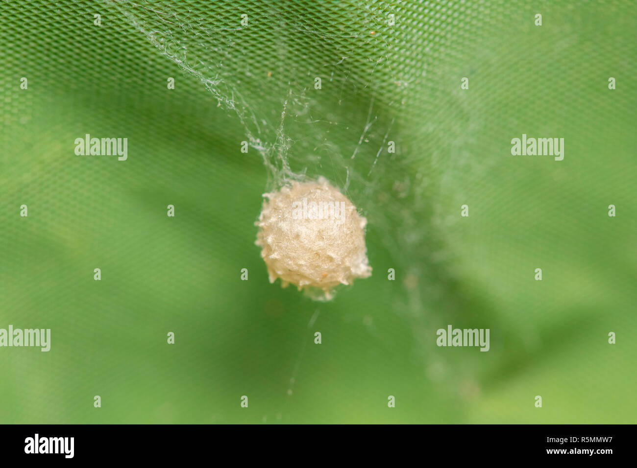 Brown widow spider make sac for its eggs with green background Stock Photo - Alamy