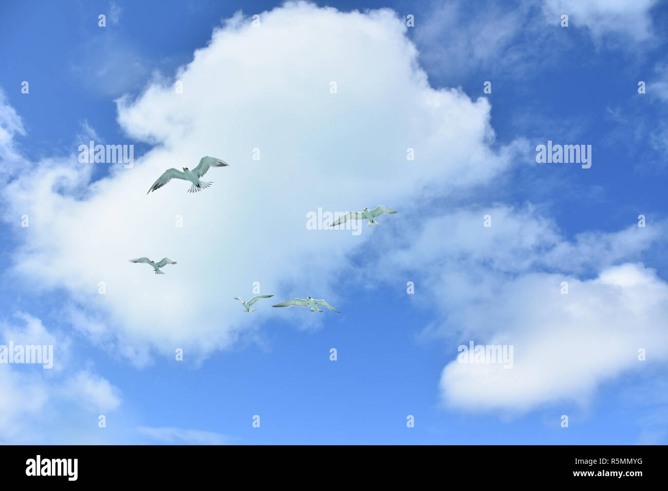 Gulls in French Polynesia Stock Photo - Alamy