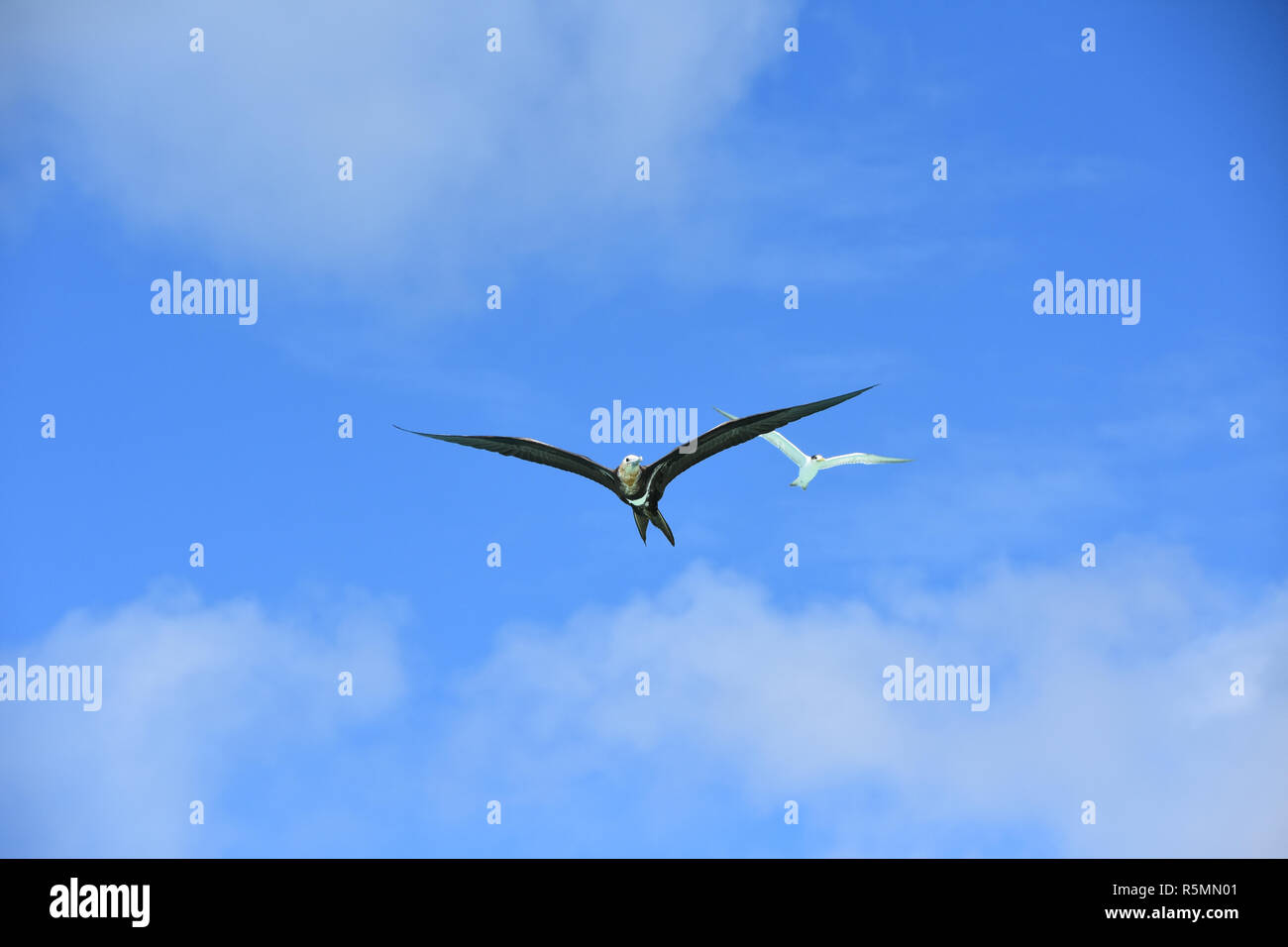 Frigate birds flying fish hi-res stock photography and images - Alamy