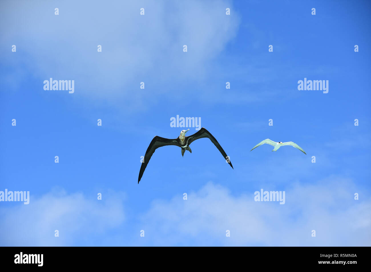 Frigate birds flying fish hi-res stock photography and images - Alamy
