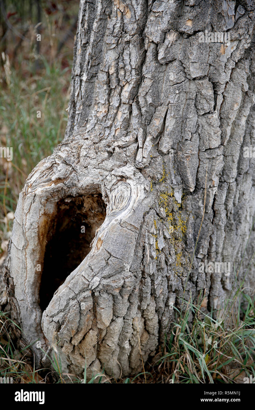 Tree hollow base tree trunk hi-res stock photography and images - Alamy