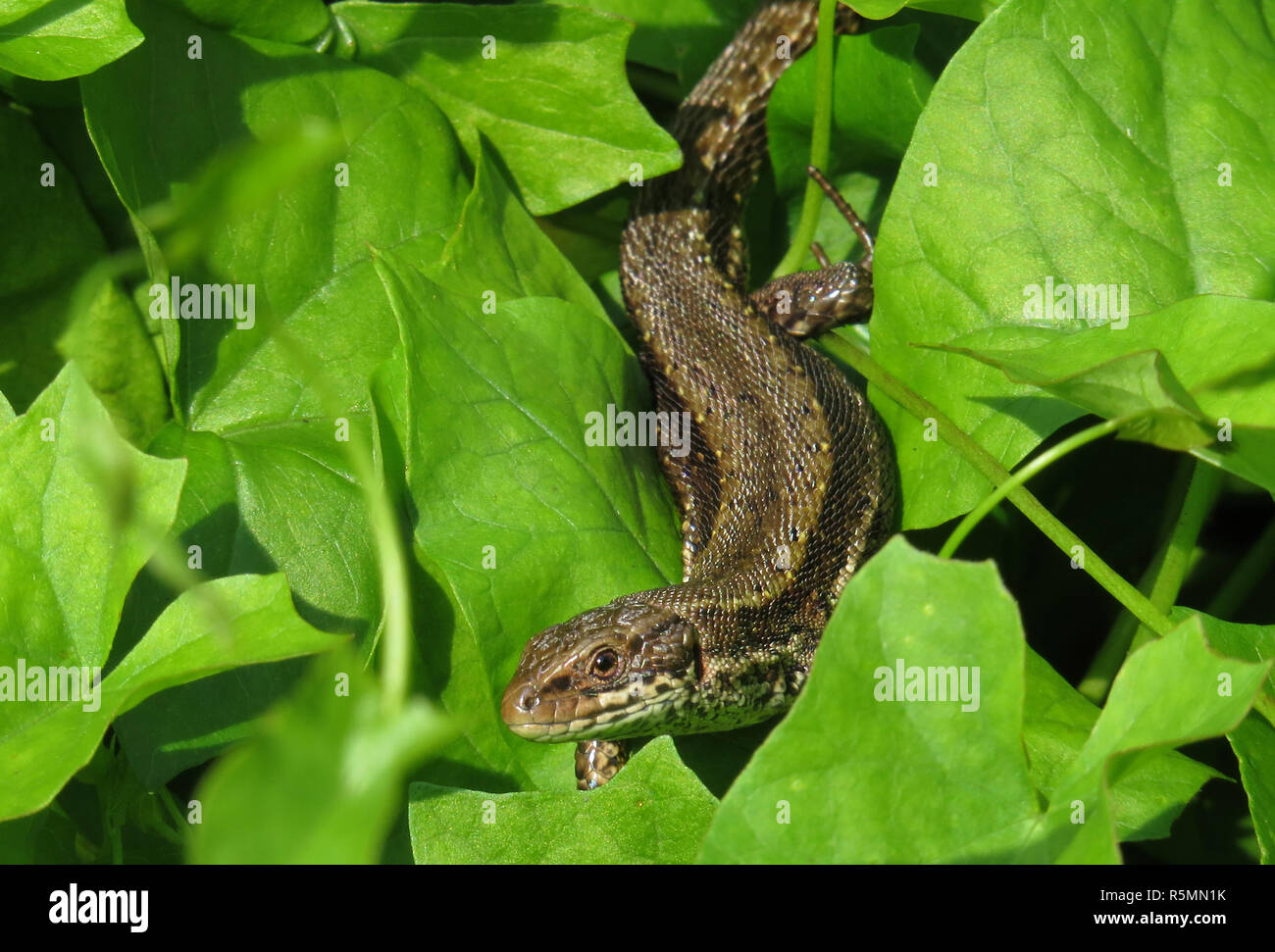 forest dike,bog lizard,female Stock Photo - Alamy