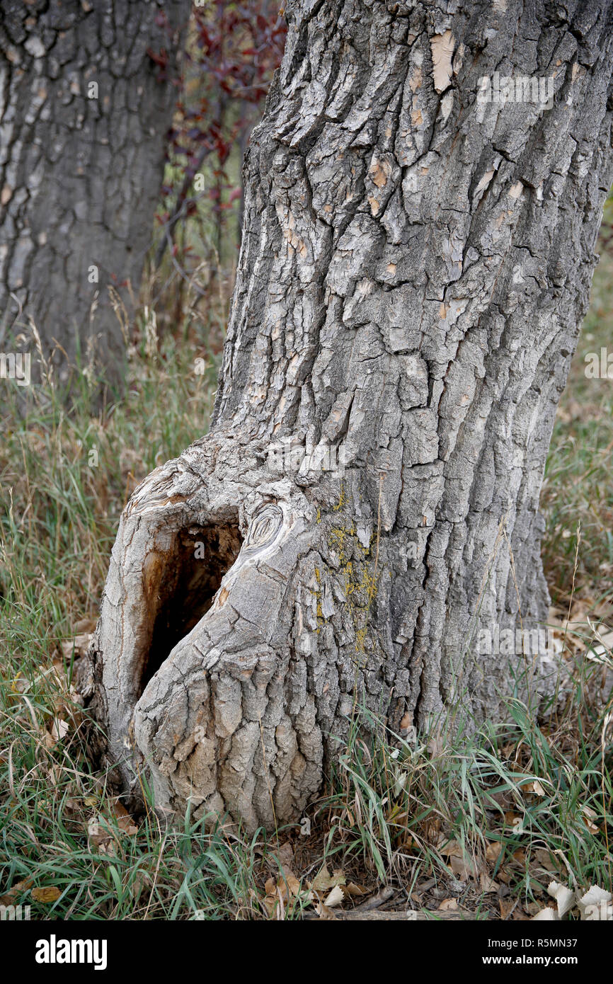 Tree hollow base tree trunk hi-res stock photography and images - Alamy