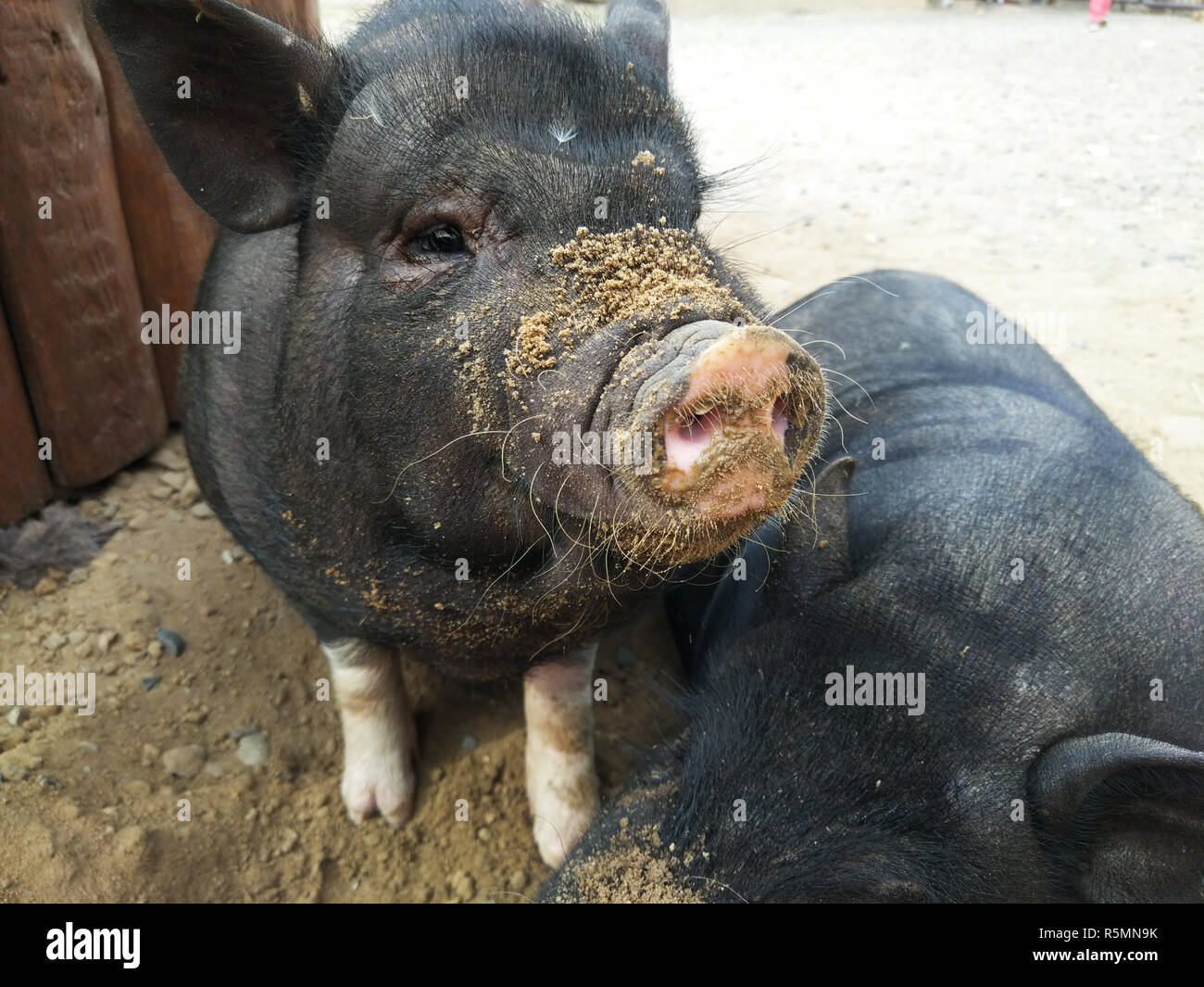 Two beautiful great black hi-res stock photography and images - Alamy