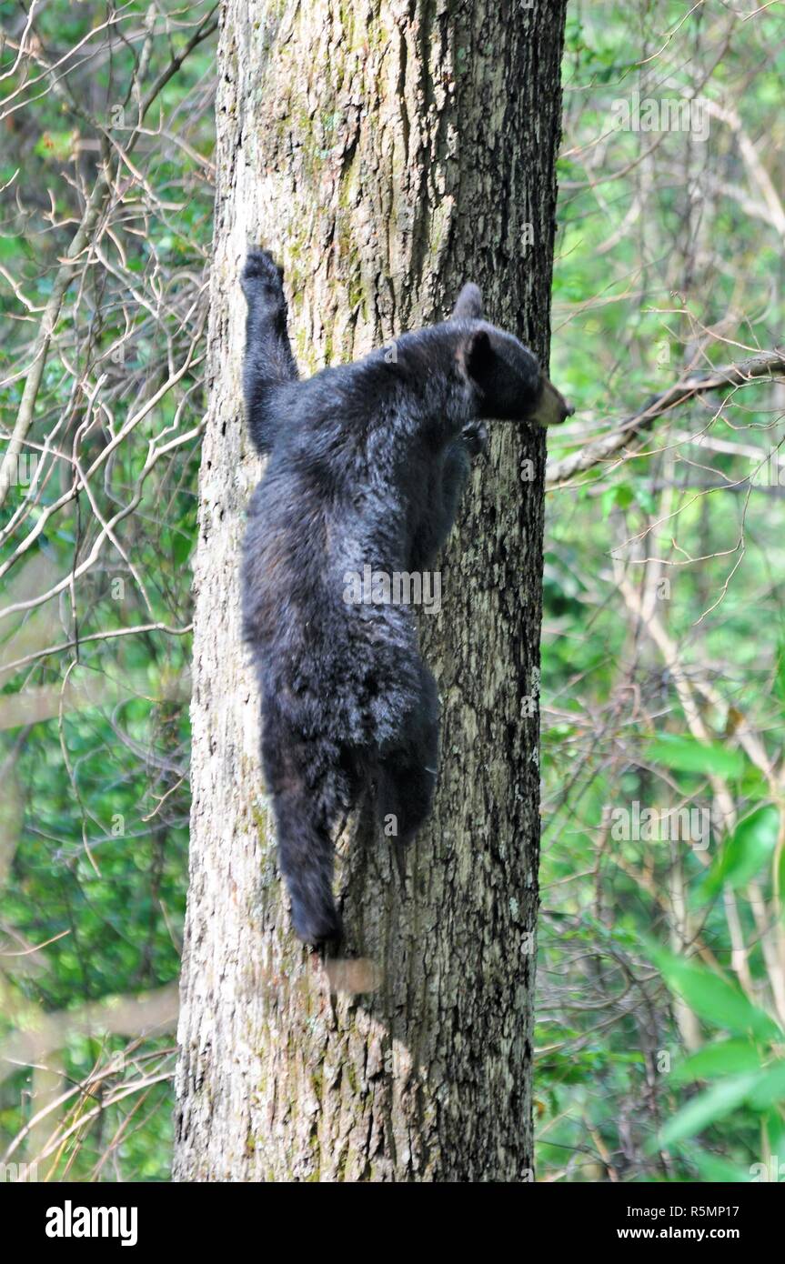 Black Bears in Smoky Mountain National Park TN USA Stock Photo - Alamy