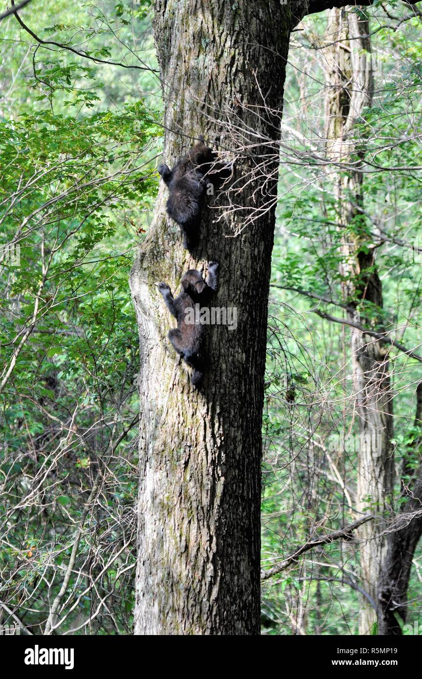 Black Bears in Smoky Mountain National Park TN USA Stock Photo - Alamy
