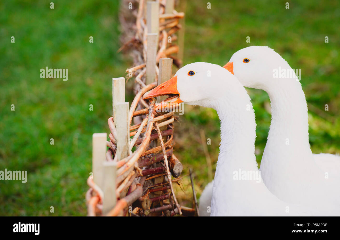 White goose biting a fence Stock Photo - Alamy