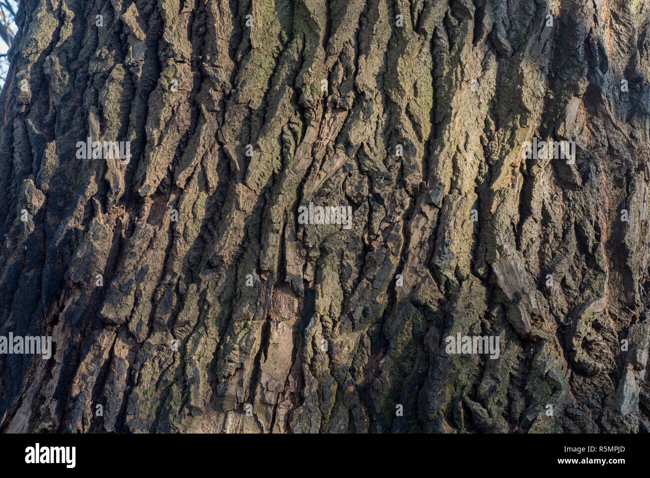 Poplar bark texture hi-res stock photography and images - Alamy
