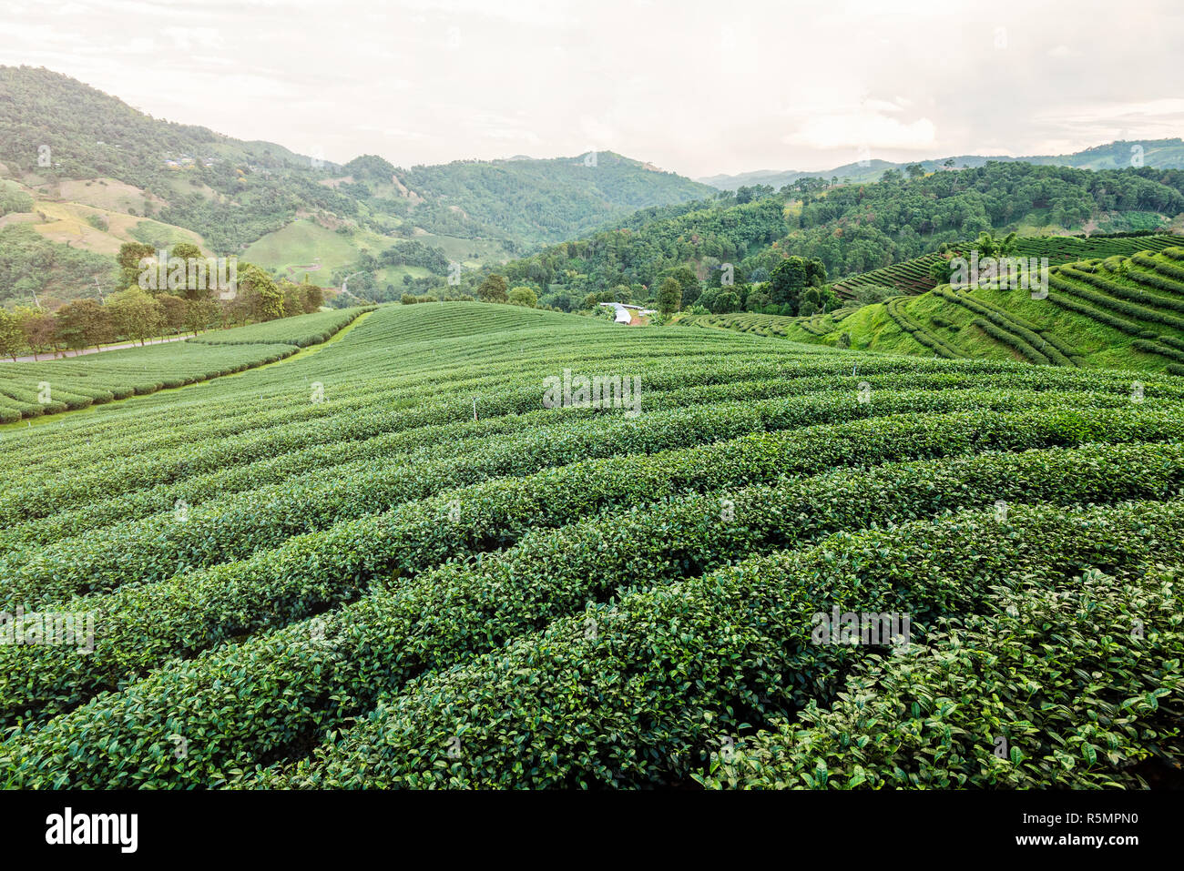 Landscape of green tea plantation Stock Photo - Alamy
