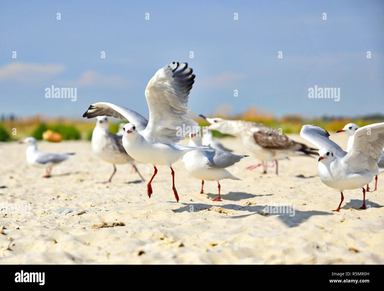 White sea gulls on sandy hi-res stock photography and images - Alamy
