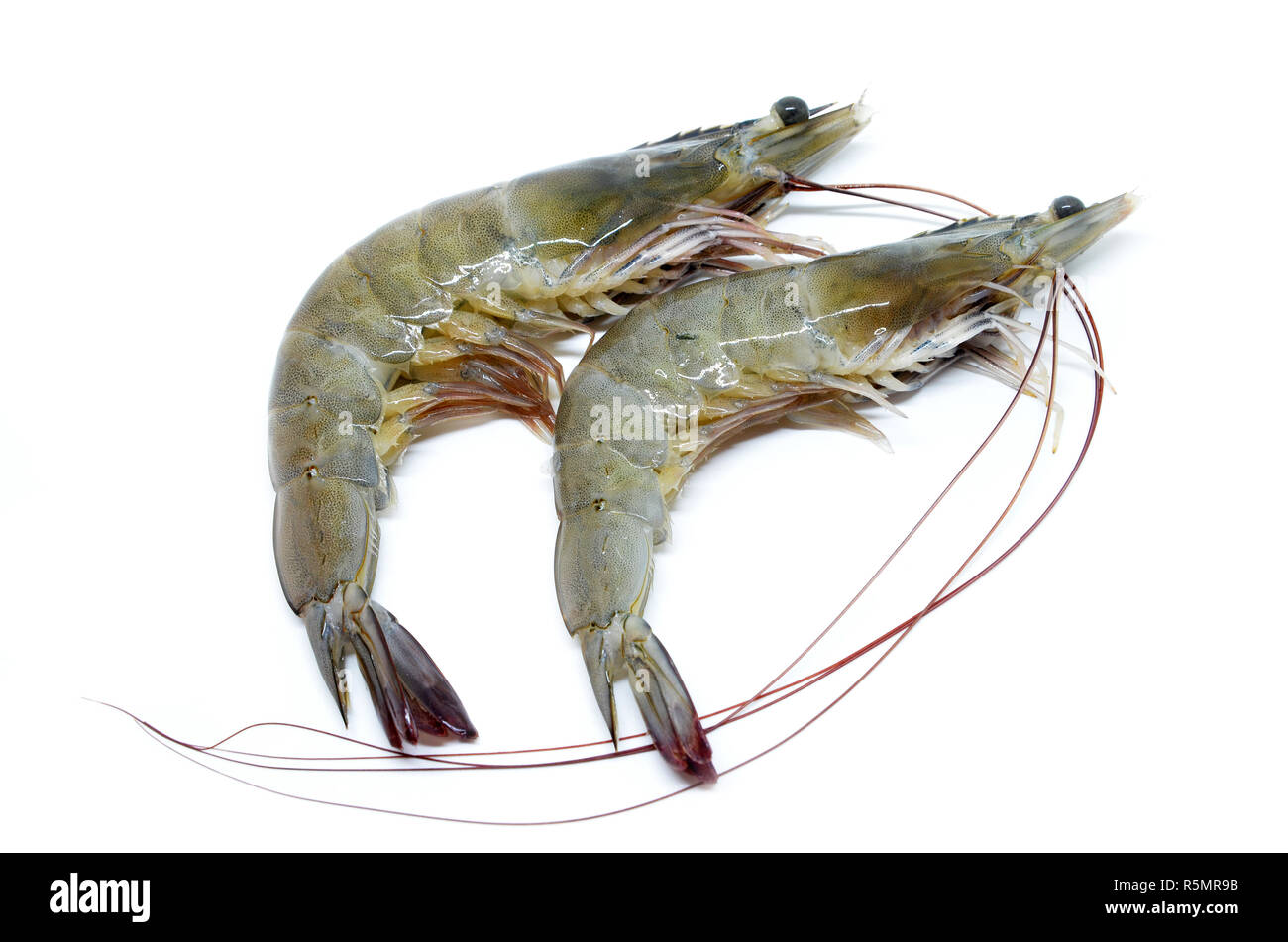 Fresh raw prawns Stock Photo - Alamy