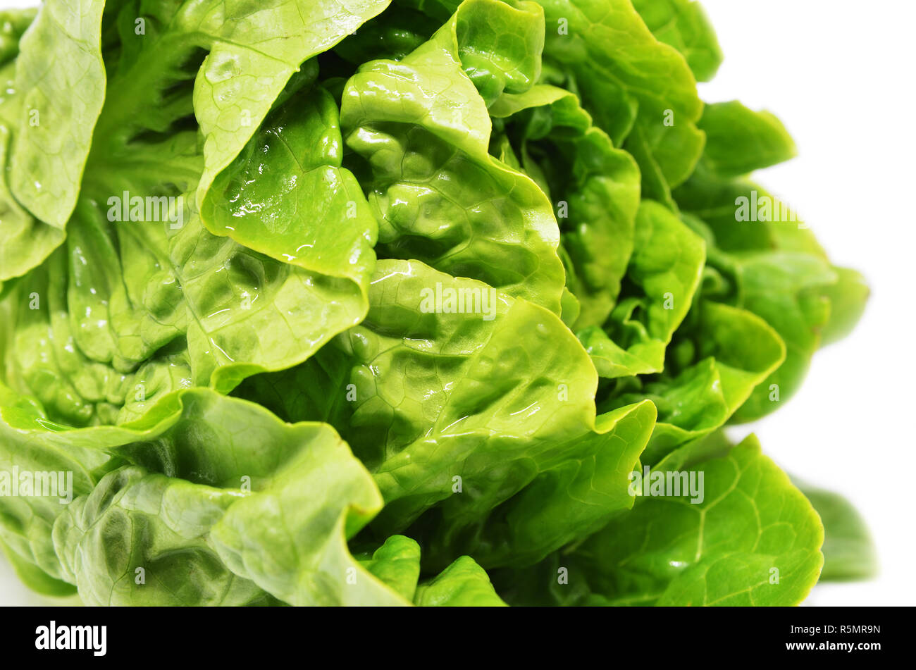Green butter head lettuce Stock Photo - Alamy
