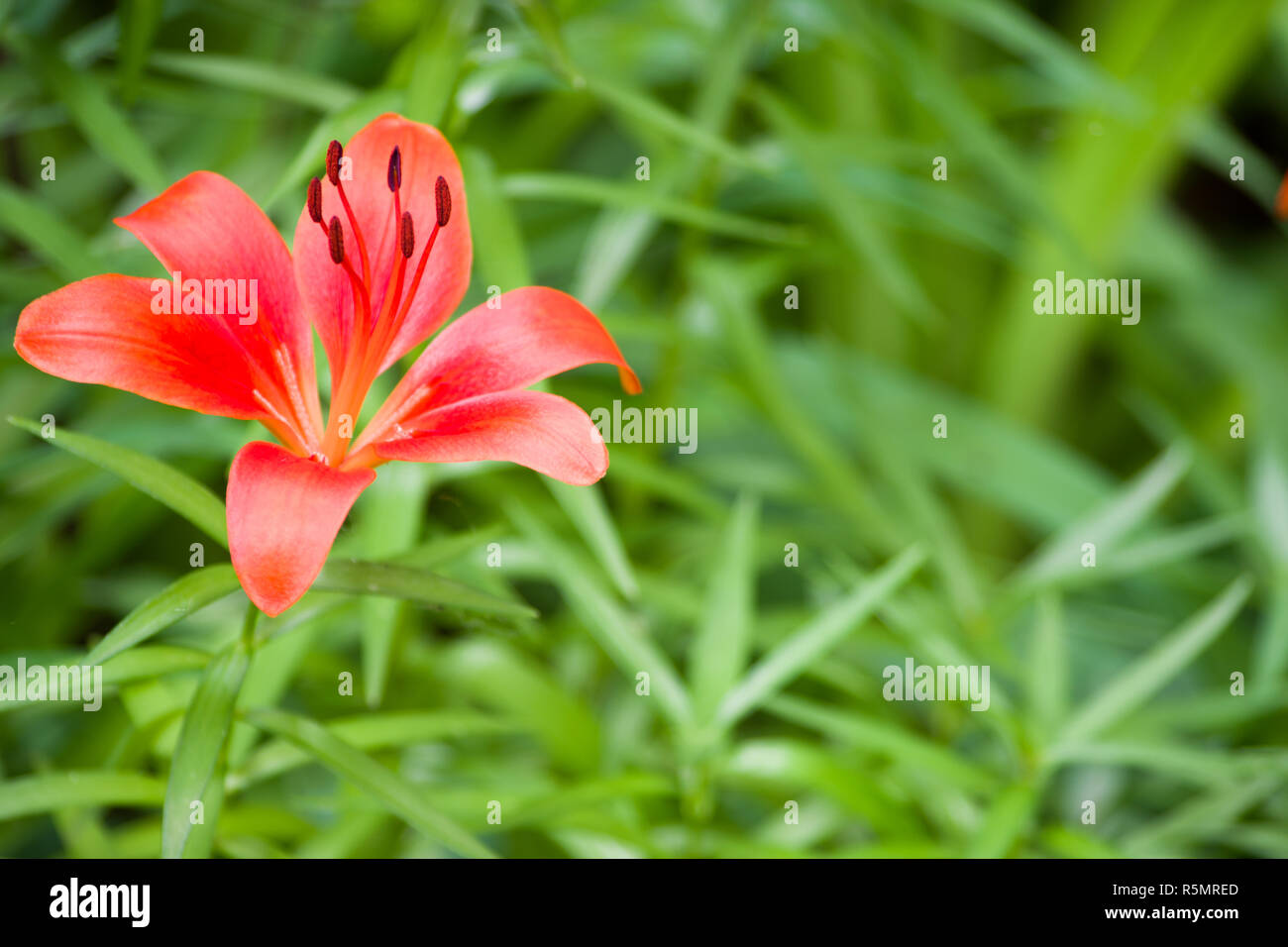 Day lily edible hi-res stock photography and images - Alamy