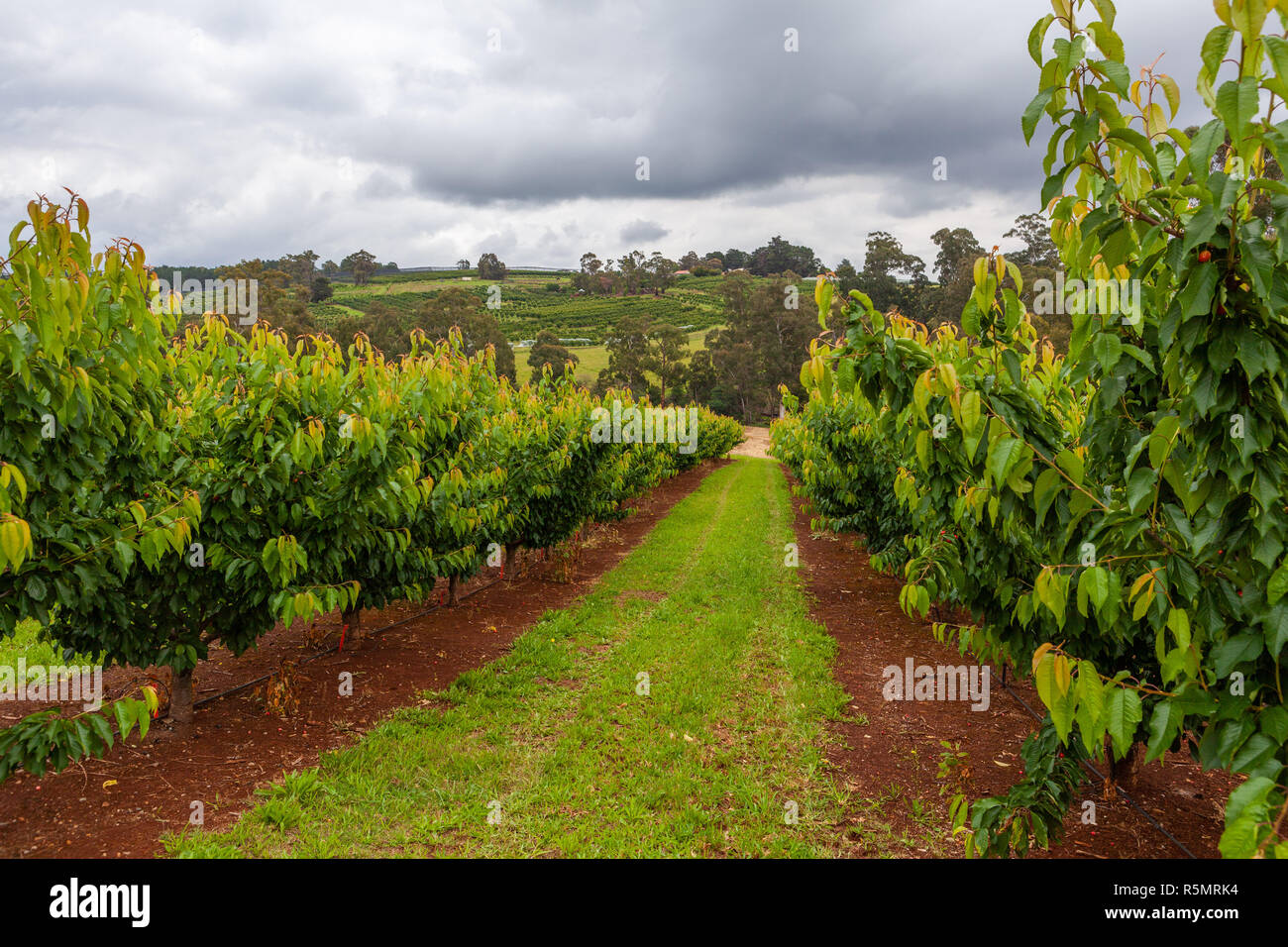 Farm crop rows hi-res stock photography and images - Alamy