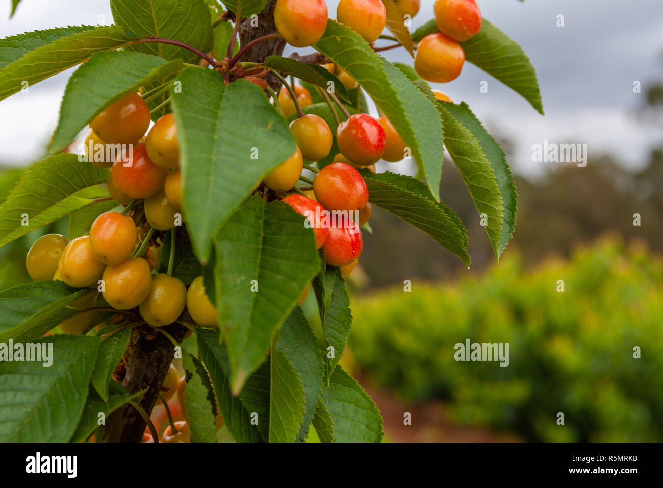 Closeup of cherries on a tree Stock Photo - Alamy