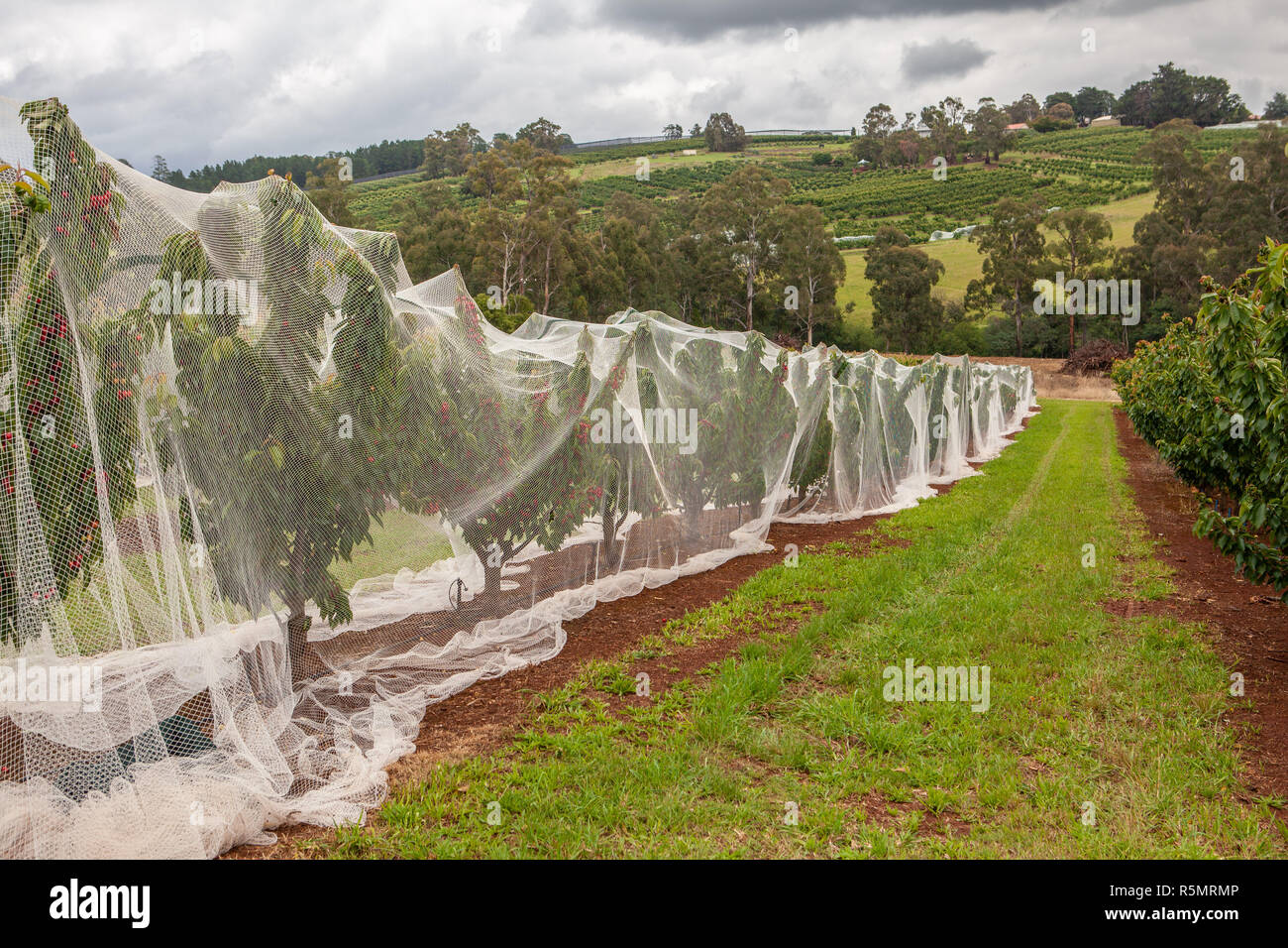 Rows of cherry trees covered with protective white netting Stock Photo ...