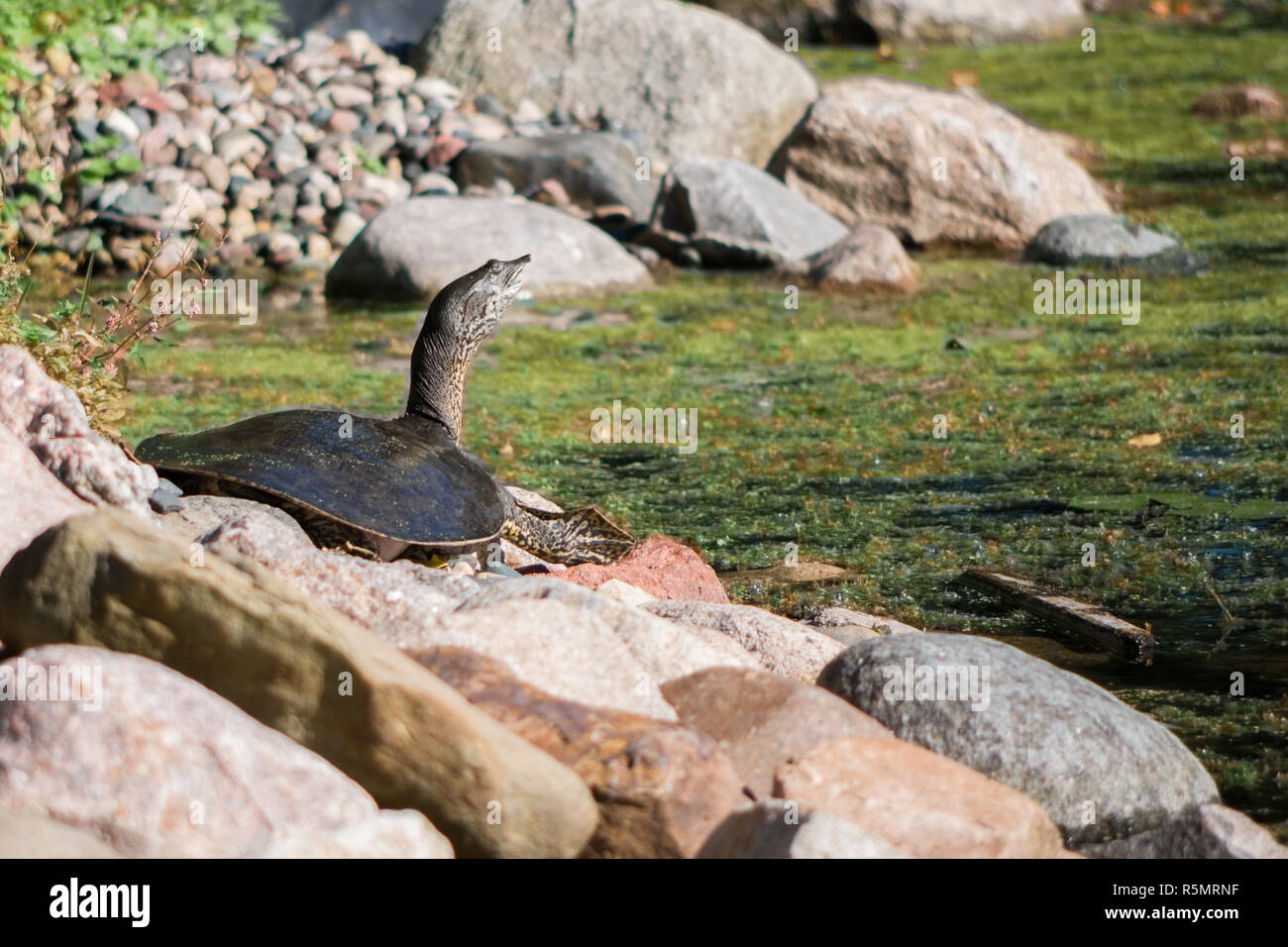 Smooth Softshell Turtle (Apalone mutica mutica) sunbathing Stock Photo ...
