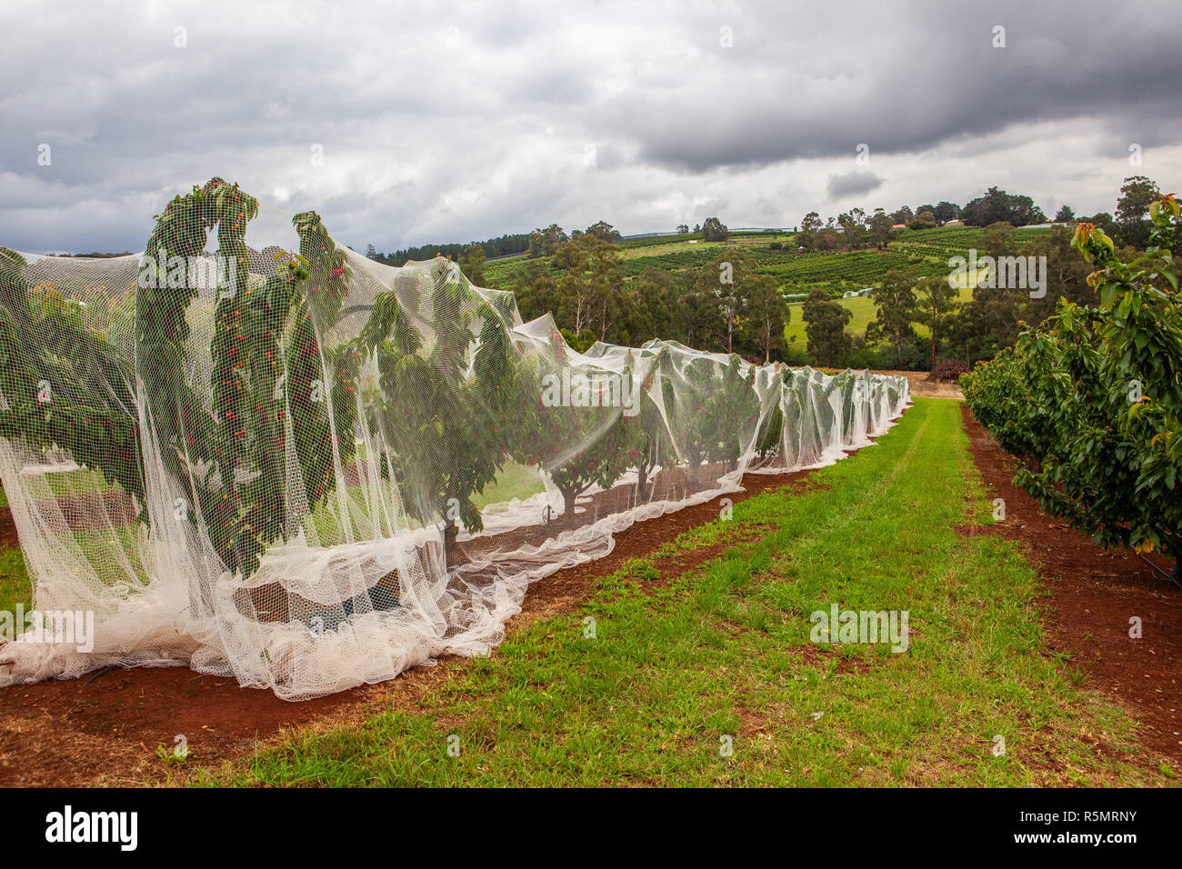 Row of cherry trees covered with protective white netting in cherry ...