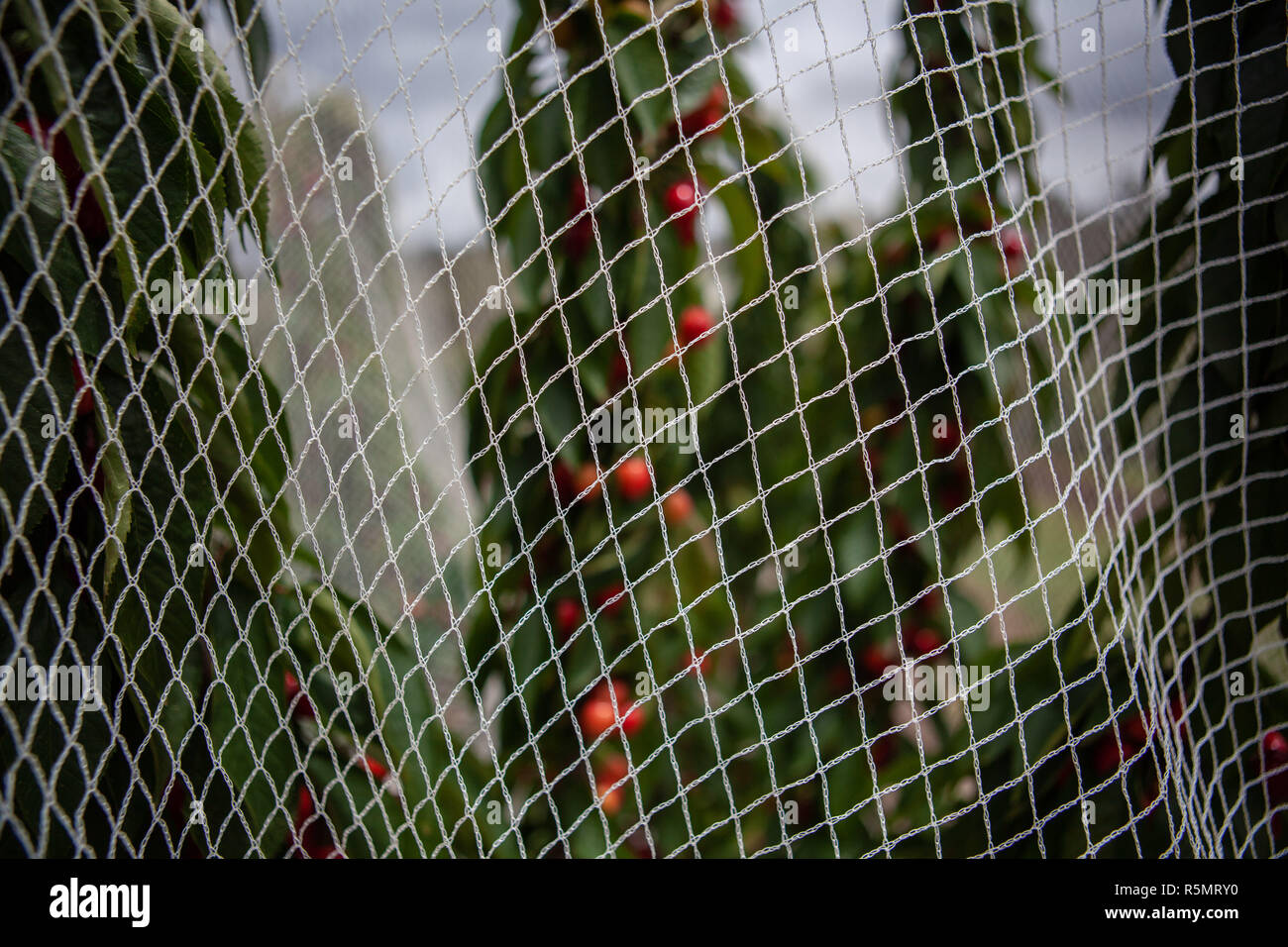 Netting Fruit Trees High Resolution Stock Photography and Images - Alamy