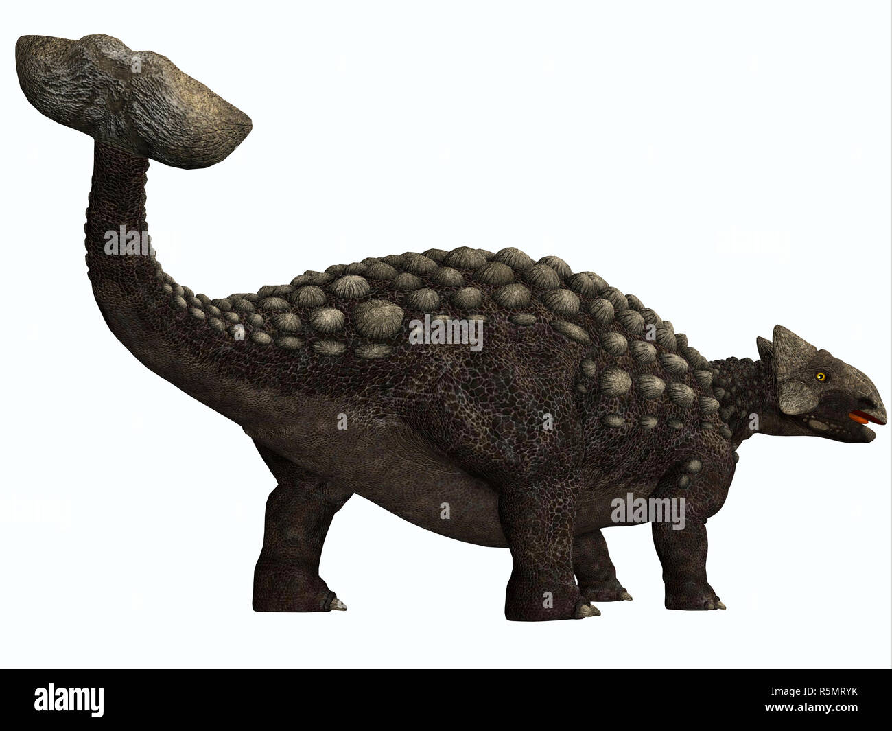 Ankylosaurus on White Stock Photo - Alamy