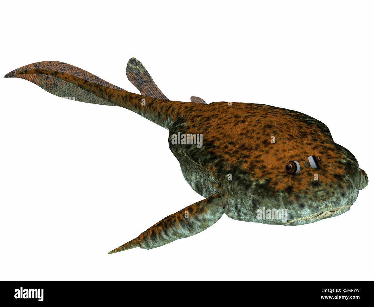 Bothriolepis Fish on White Stock Photo - Alamy